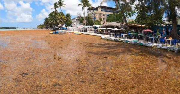DomRep: Sargasso überschwemmt Boca Chica - Rückgang der touristischen Aktivitäten um 85 % ...